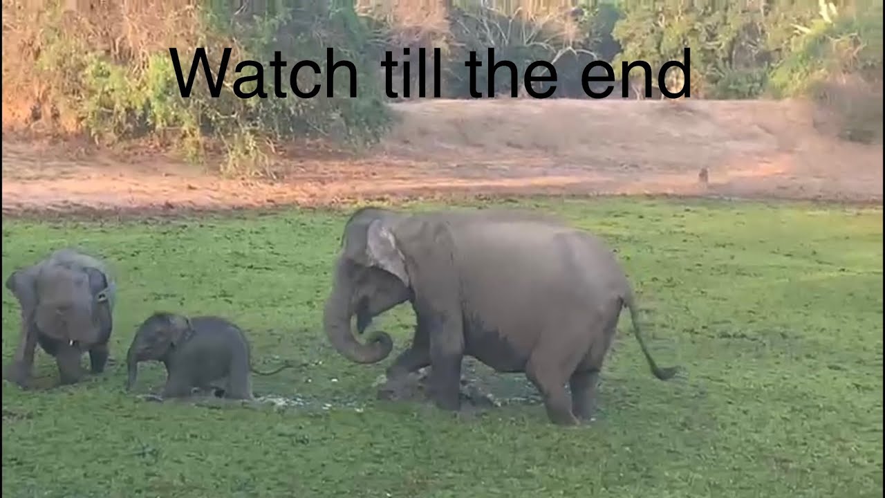 Wild elephant Mother protect baby from wild leopard 🐆 WATCHE TILL THE ...