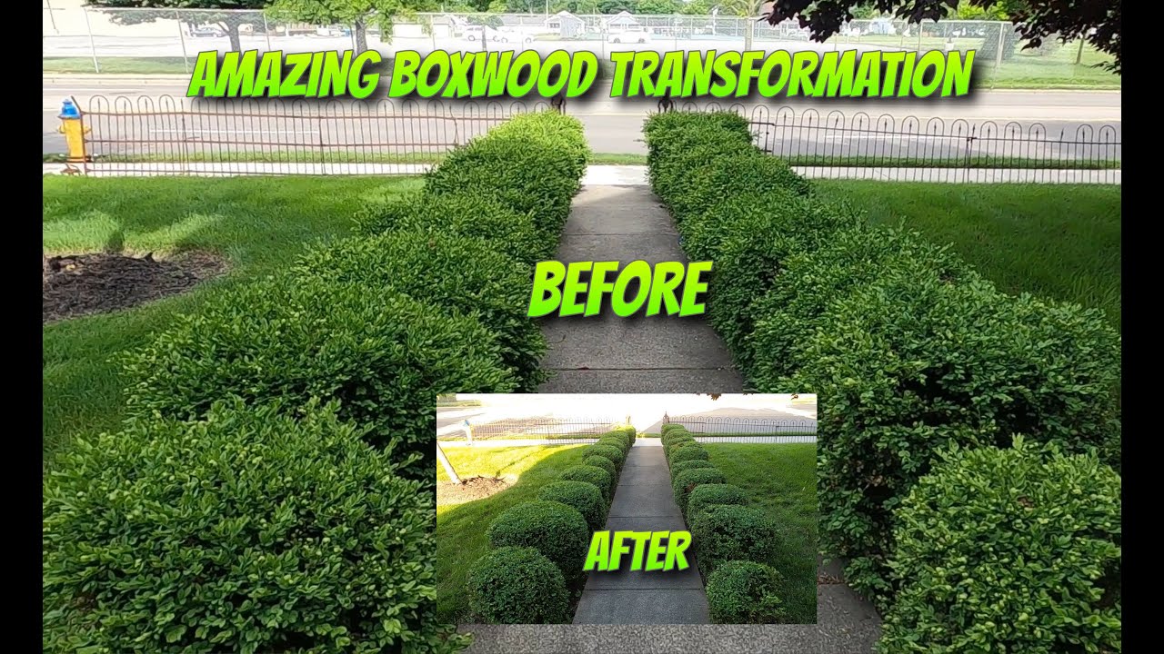 Shaping Bushes Round : AMAZING TRANSFORMATION : SATISFYING ...