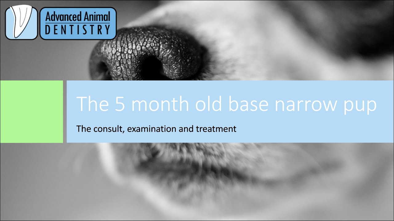 AAD - Base Narrow Canines Webinar S01E02 - YouTube