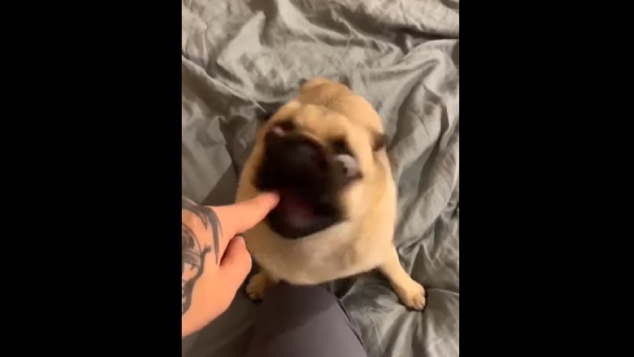 Adorable Pug Biting His Mama's Finger - YouTube