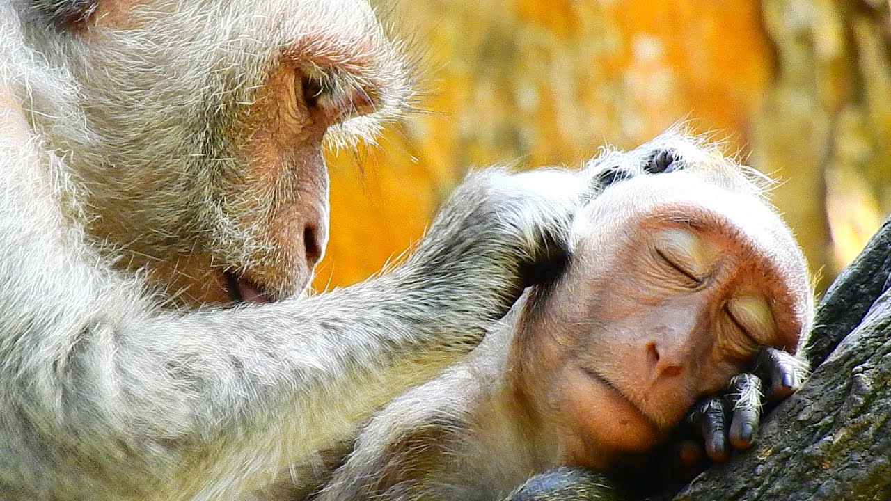 RELAXING TIME !! JINX Got warm groom by mom JADE Until sleep well ...