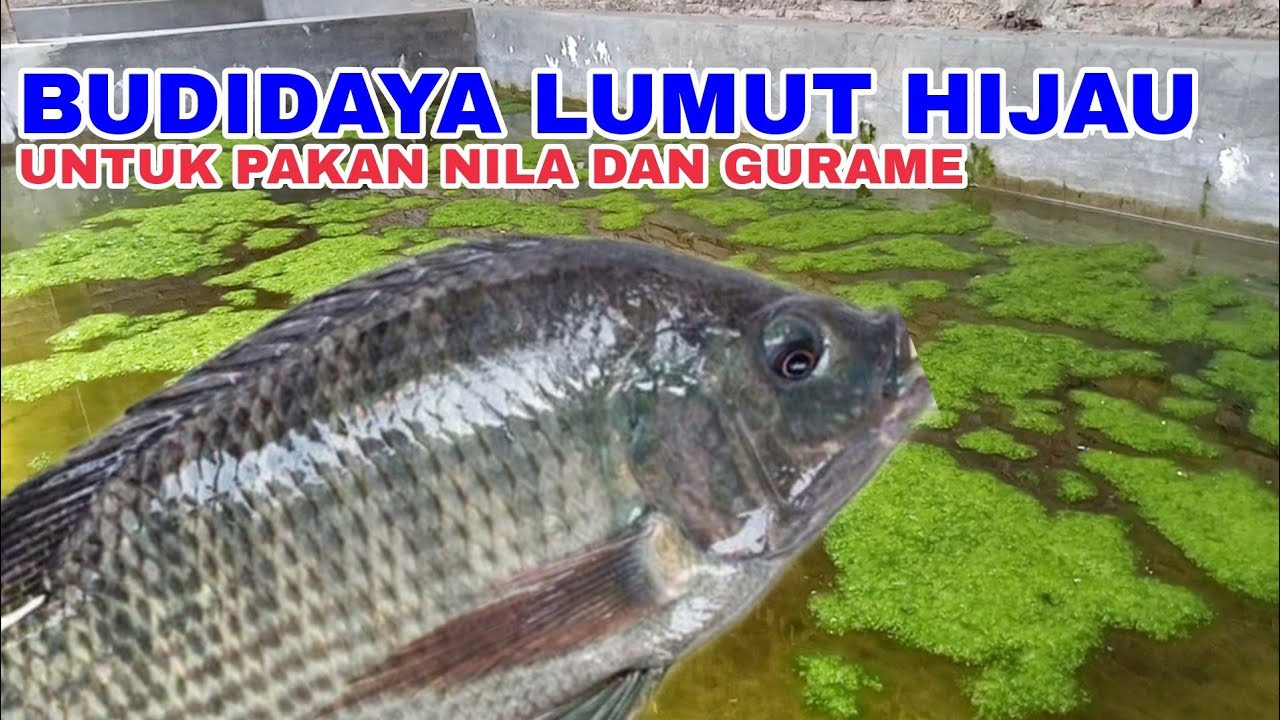 Budidaya Lumut Hijau di Kolam Beton Untuk Pakan Nila dan Gurame - YouTube