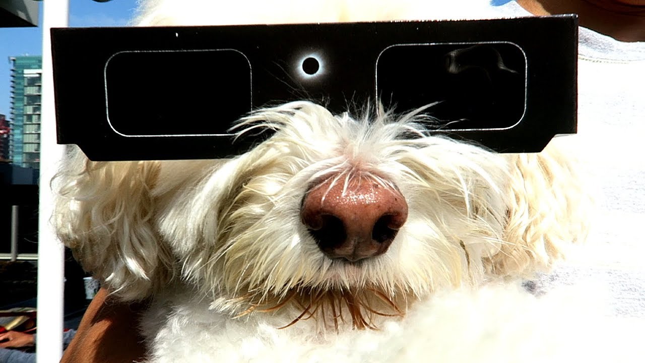 Cockapoo Dog Wears Eclipse Glasses to Watch Solar Eclipse on Downtown ...