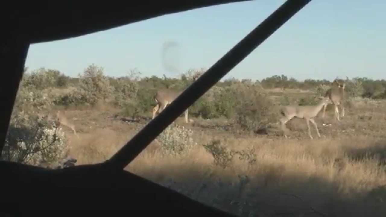 First Time Bow Hunter Stephanie Mallory Shares Her Experiance Deer ...