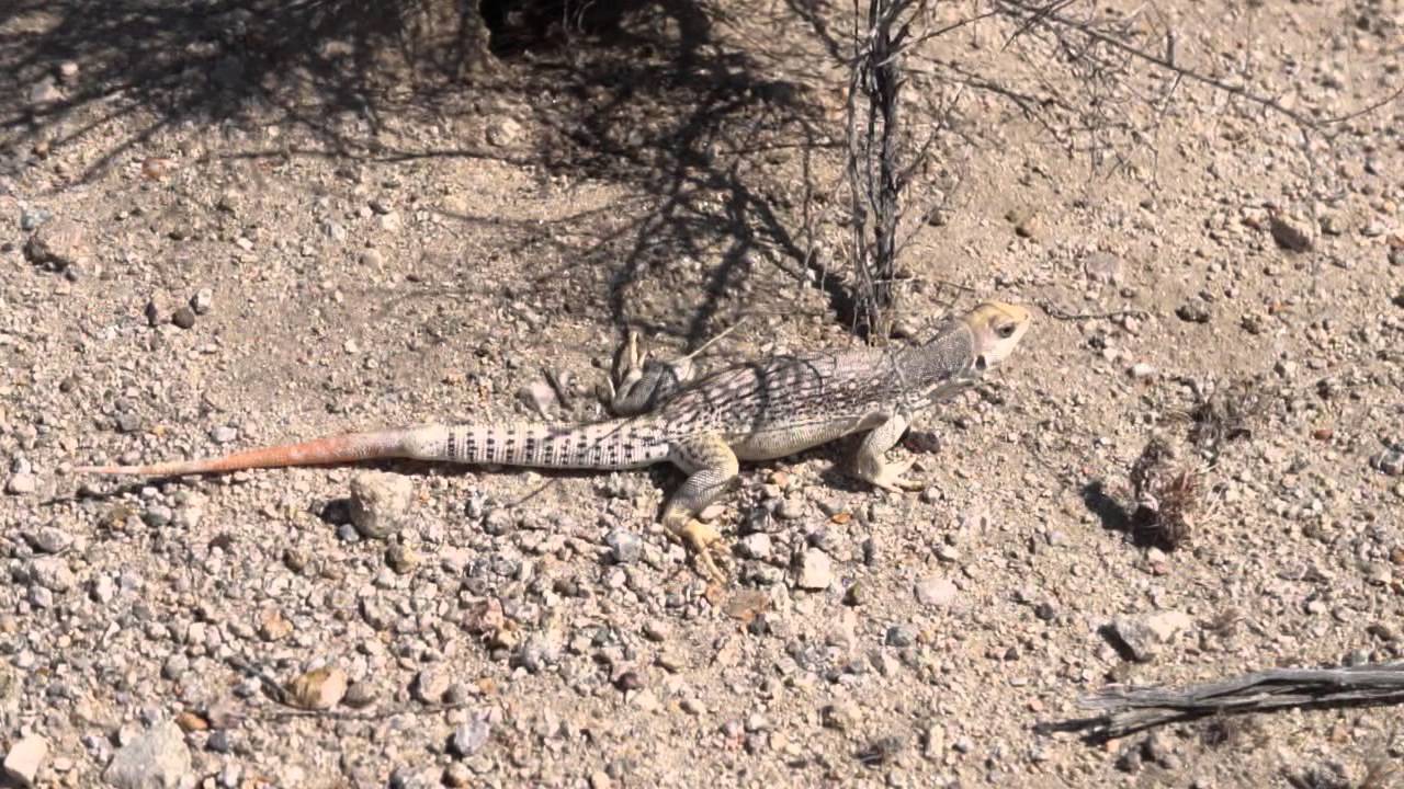 Iguana Exercise Session - YouTube