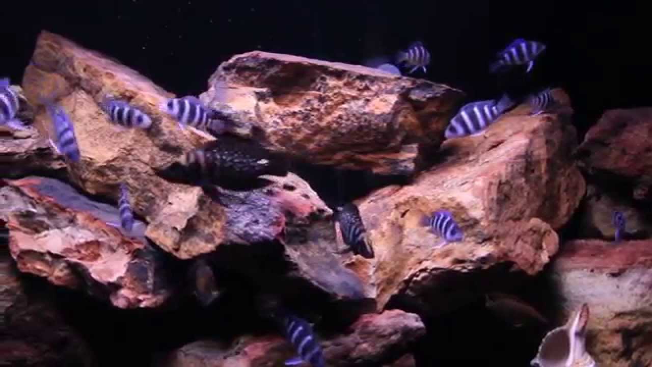 Frontosa Cichlid Tank Mates