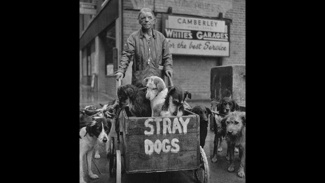 The Story Of Camberley Kate: A Dog Rescuer Extraordinaire - YouTube