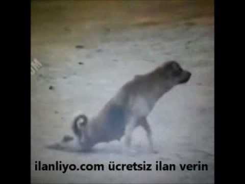 Zabıtayi Gören dilenci köpek