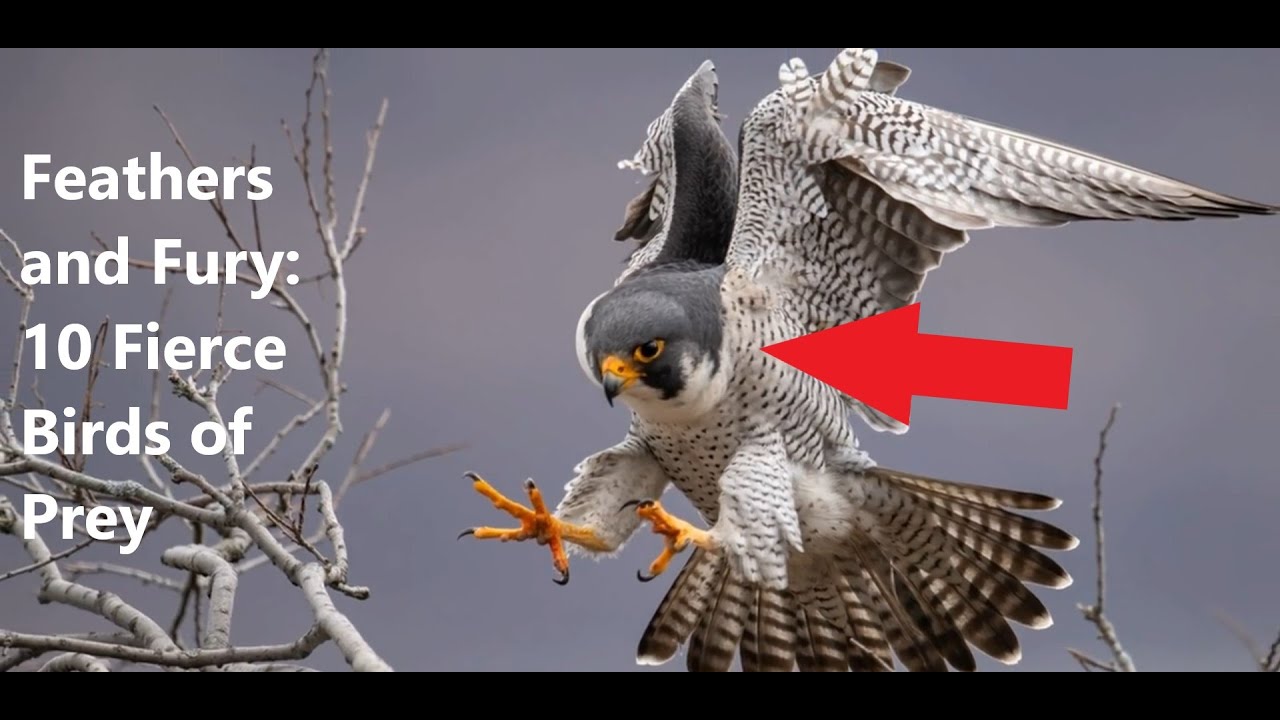 Feathers and Fury: 10 Fierce Birds of Prey - YouTube