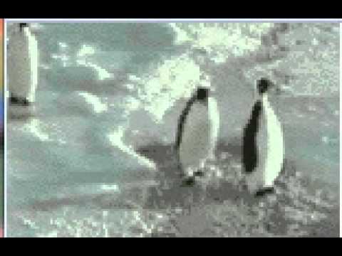 Penguin Slap Fight