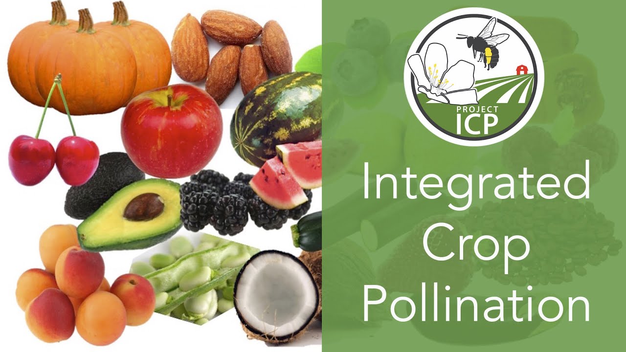 What is Integrated Crop Pollination? - YouTube