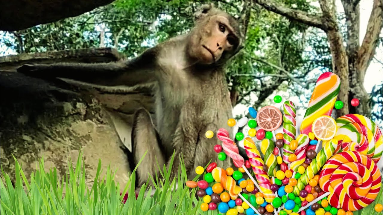 Wildlife | Best Moments of Monkey Candy 🍭 @hdmonkeys - YouTube
