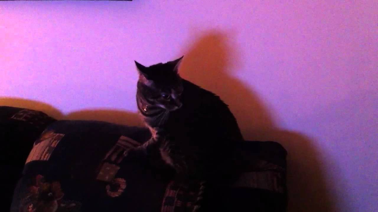 Cat spooked out by sci-fi sound - YouTube