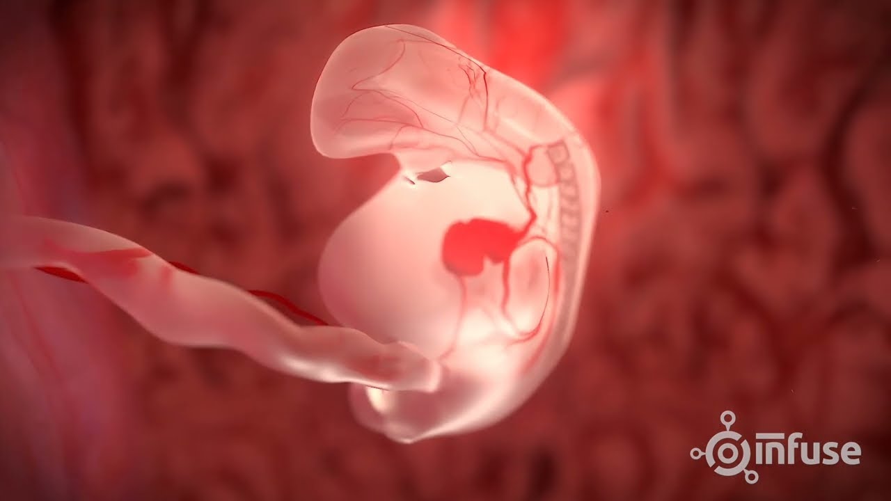 Embryo L2 CVS 🫀 - YouTube