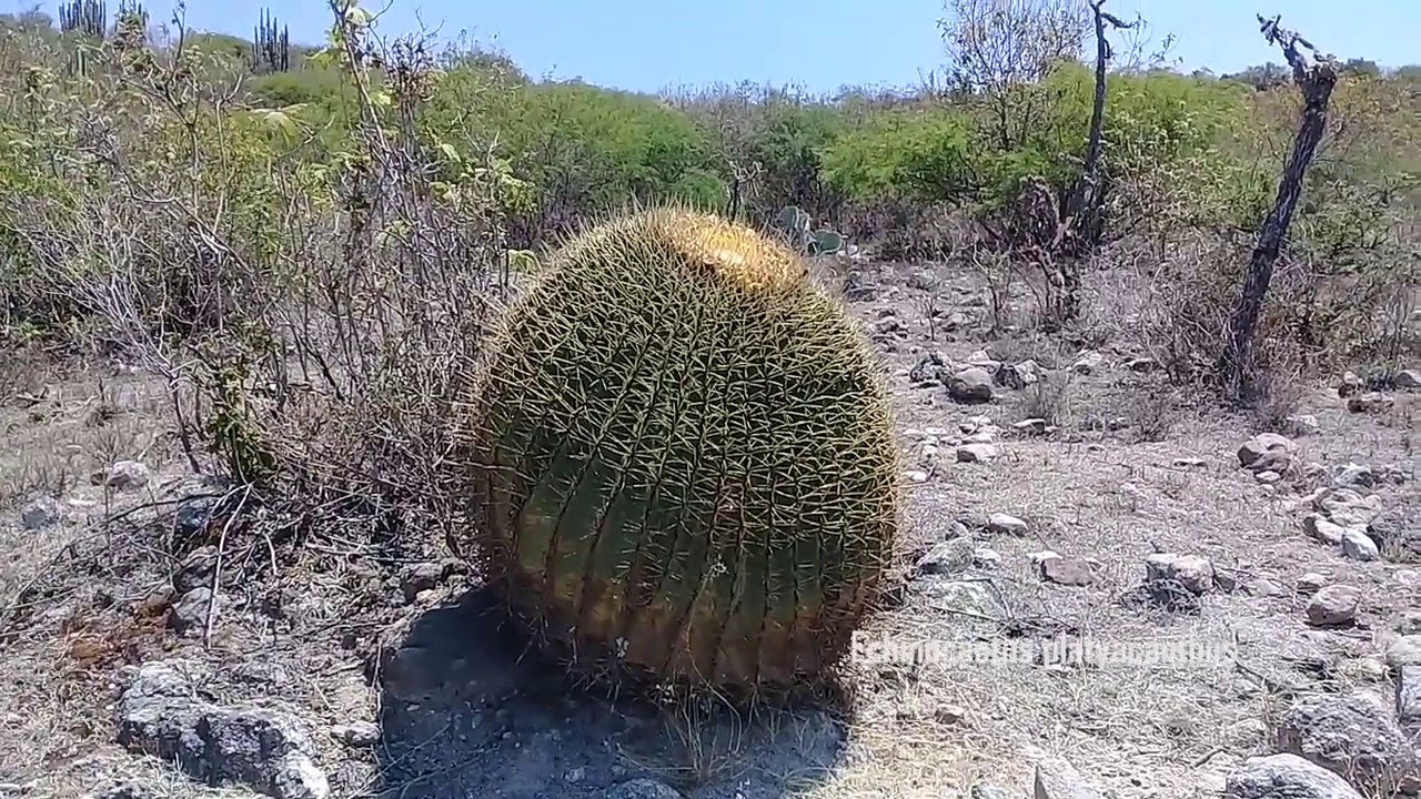 TEPATETIPA - EL SECRETO DE METZTITLÁN - YouTube