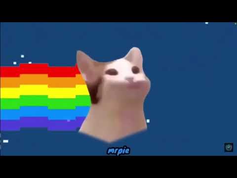 Pop Cat Meme Compilation | Pop Cat | Know Your Meme