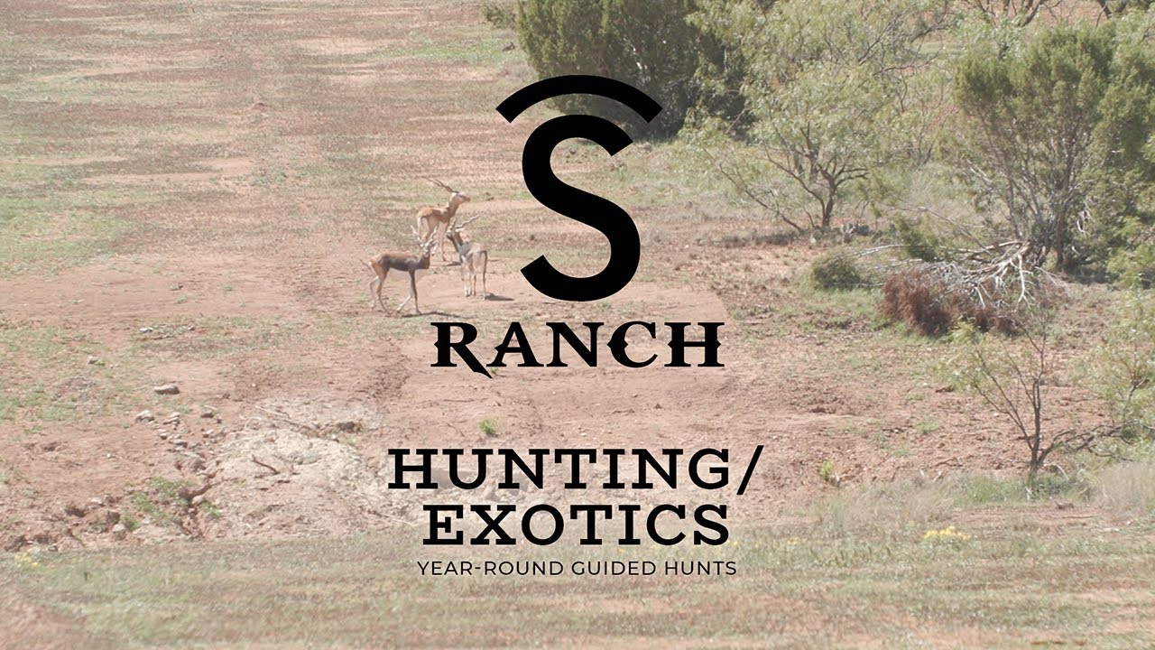 Hunting & Exotics - Covered S Ranch - YouTube