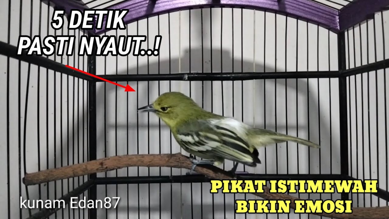Siulan khas pangilan sirtu di alam liar,membantu bikin sirtu macet ...