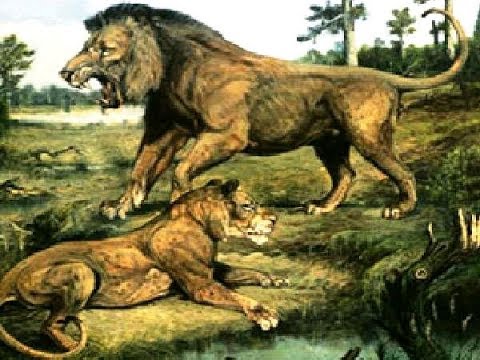 Fossil Entry #11, The American Lion - YouTube