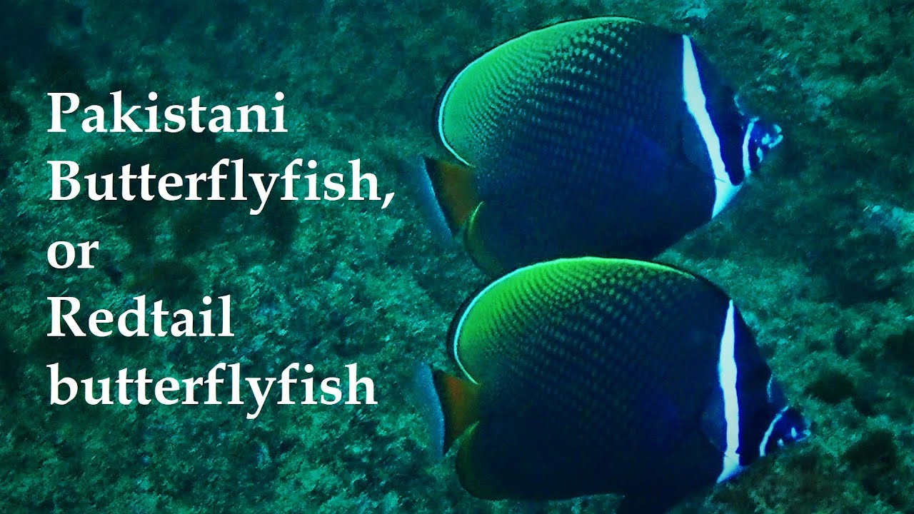 Pakistani Butterflyfish or Red Tail Butterflyfish (Chaetodon Collare ...