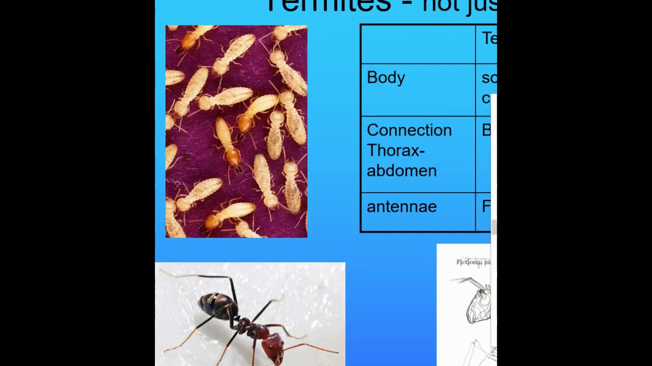 BIO 113 Termite Lecture - YouTube