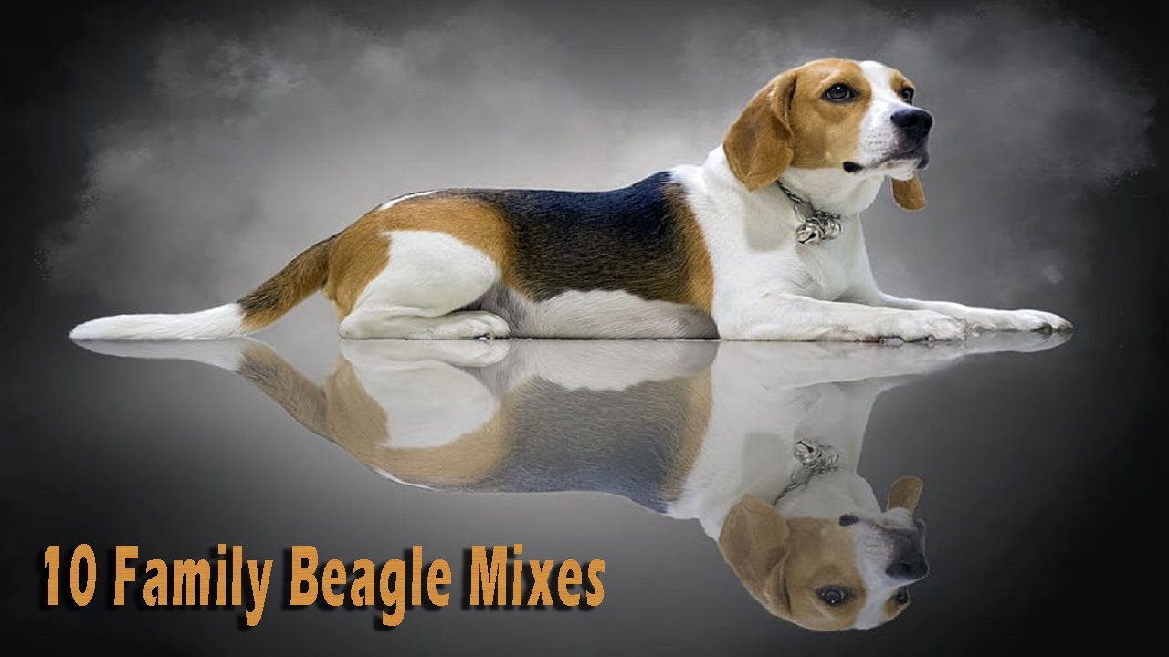 Beagle Dog Mix Breeds