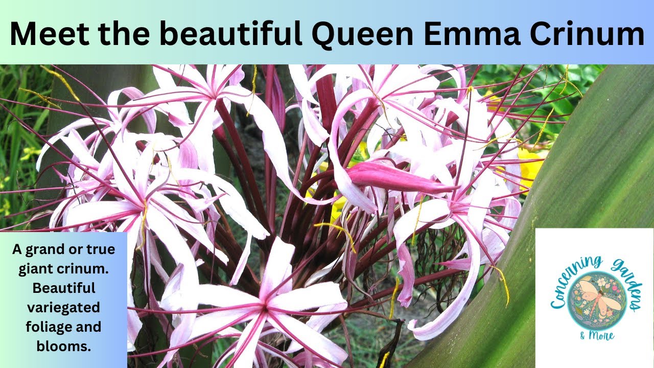 Meet the beautiful Queen Emma Crinum Lily. A grand/ true giant crinum ...