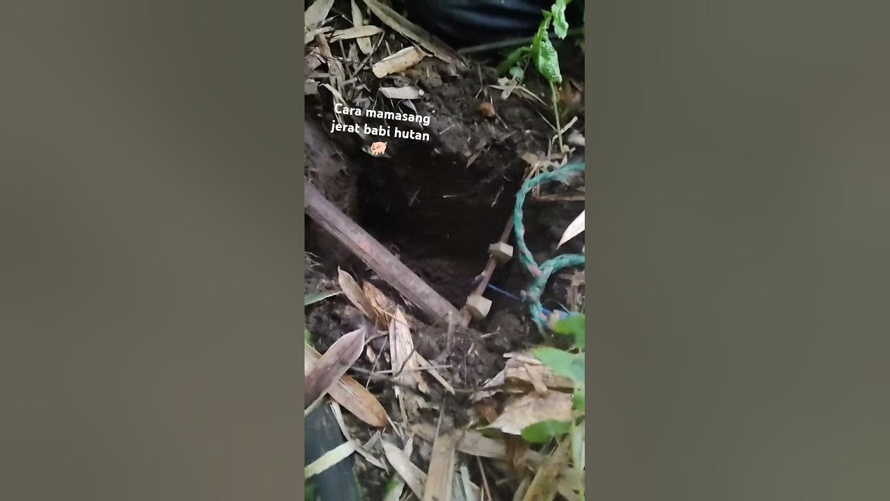 Cara memasang jerat babi hutan 🐖 - YouTube