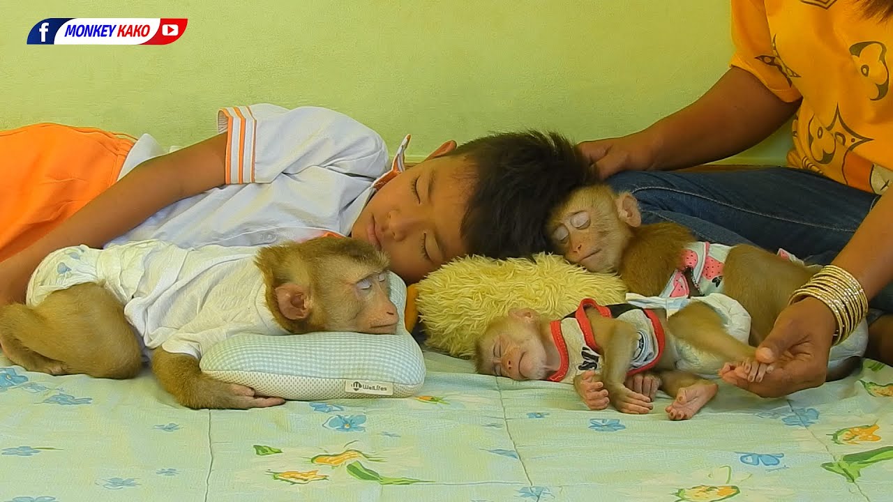 Baby Monkey Sleeping | Lovely Kako Family Taking Nap Daytime Routine ...