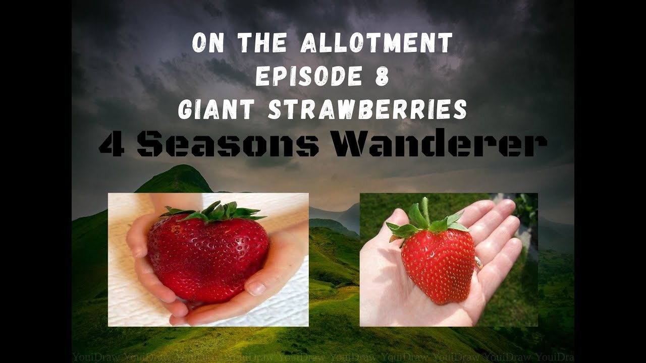 Bare rooted Giant Strawberry plants (SENGA GIGANTA) - YouTube