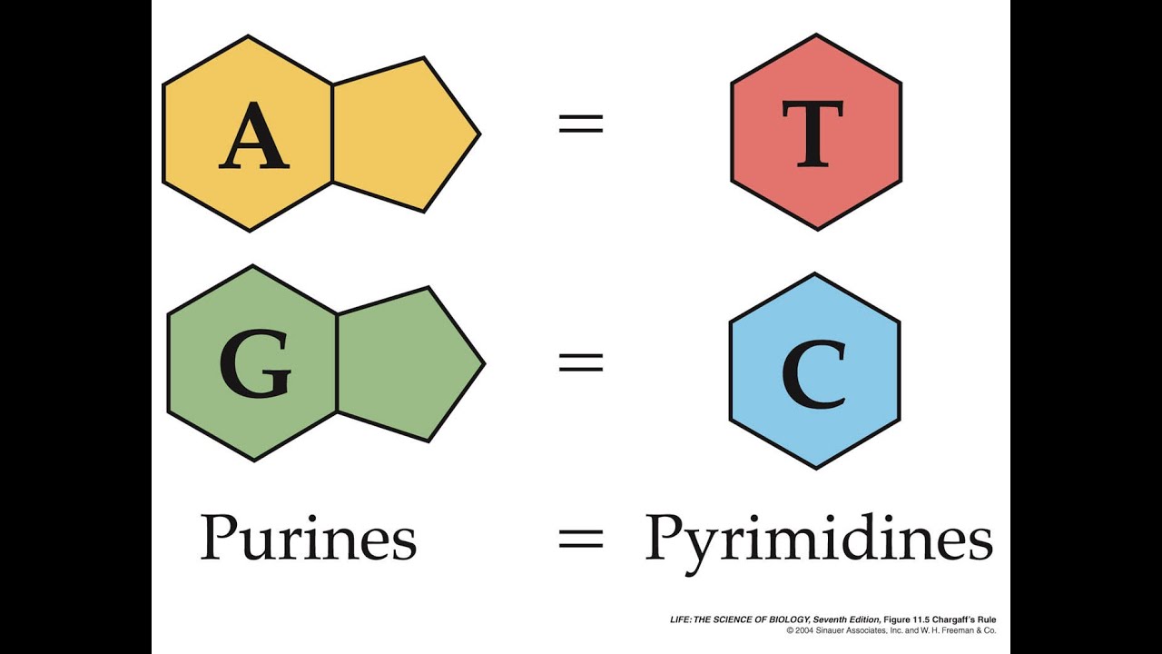 Solving Number of DNA Bases Problems - Part 2 - YouTube