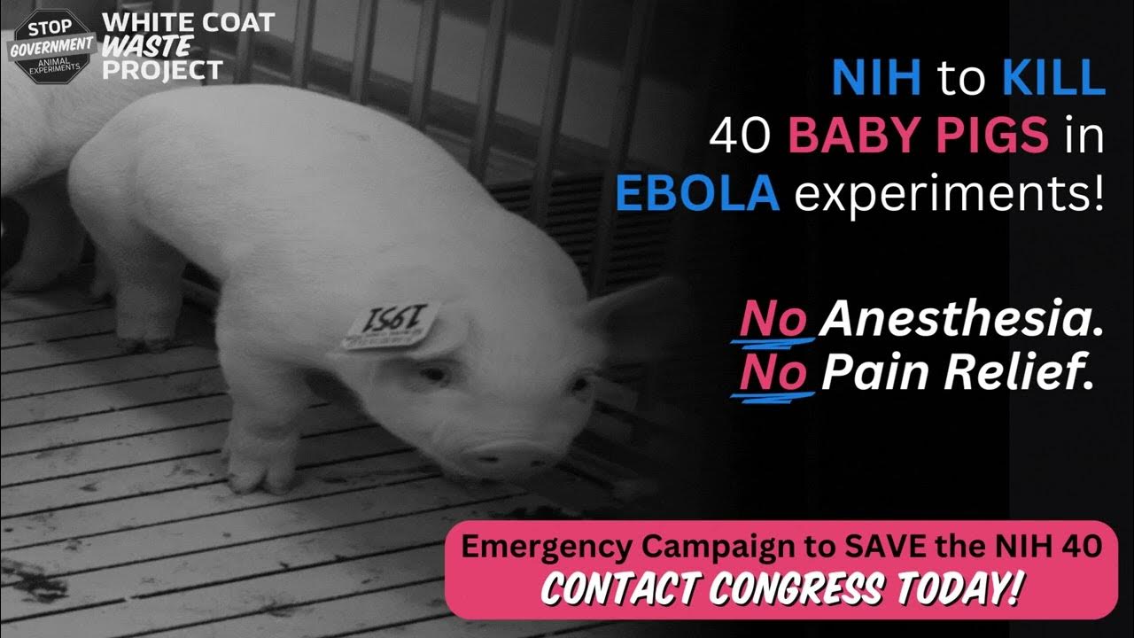 Save the NIH 40 - YouTube