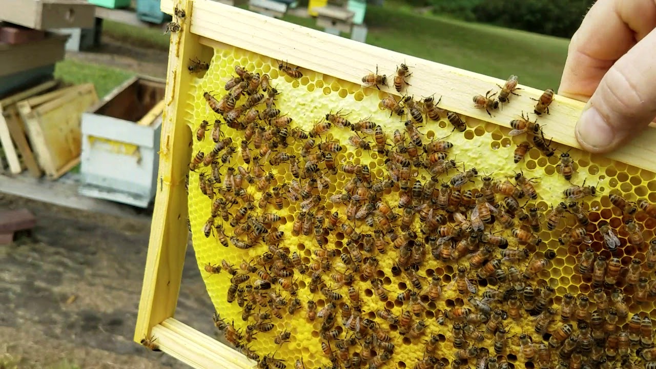 How To Do Fall Honey Bee Nuc Splits - YouTube