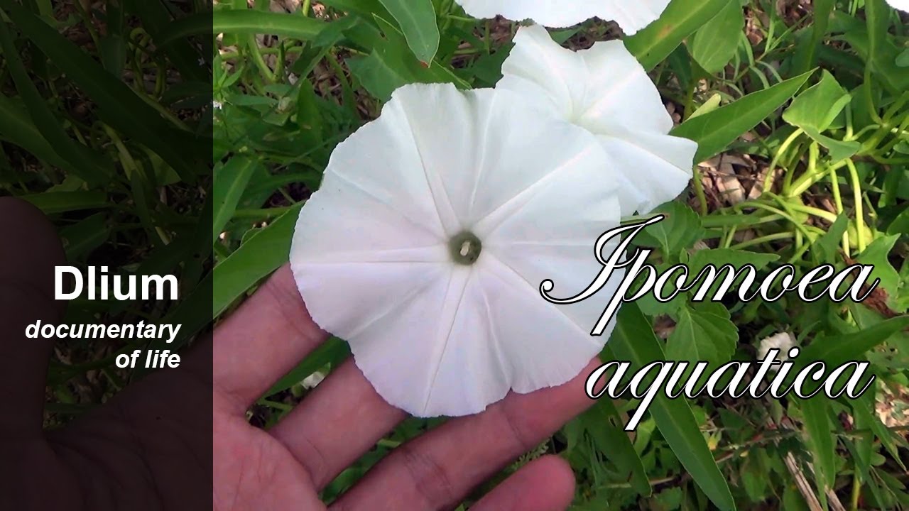 Water spinach (Ipomoea aquatica) - part 3 - YouTube