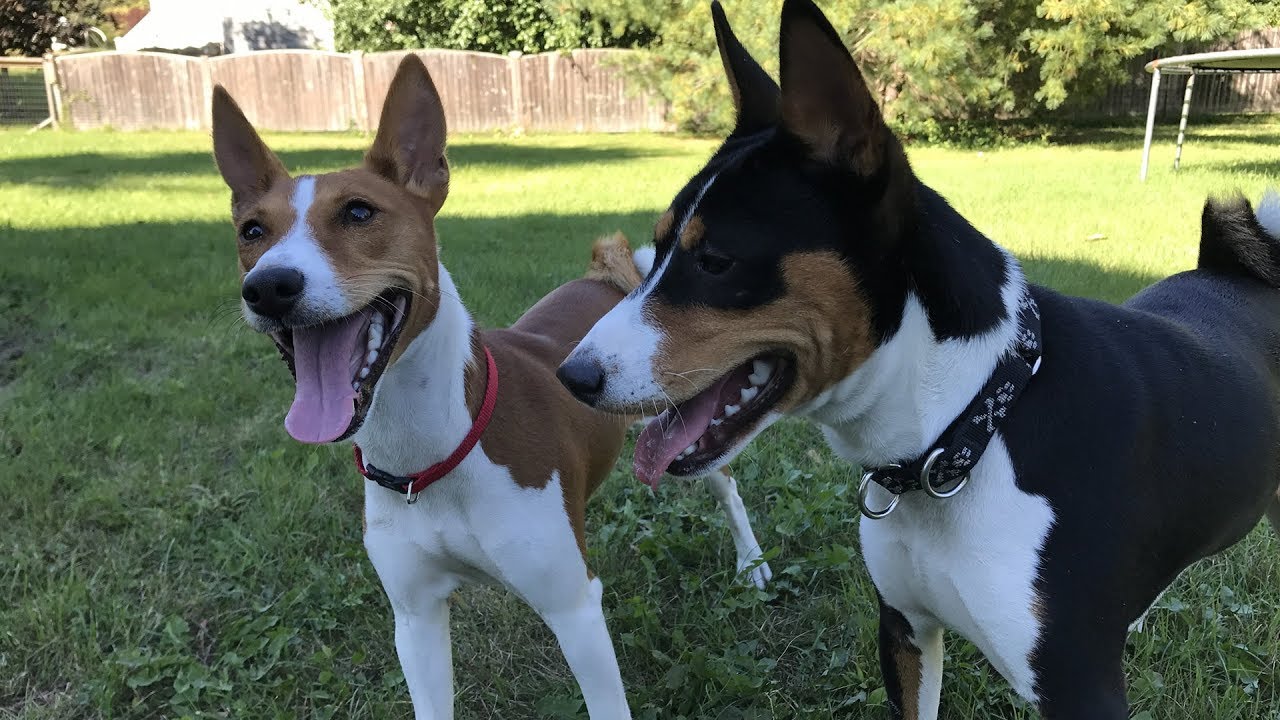 Boston Basenji - Banner Video - YouTube