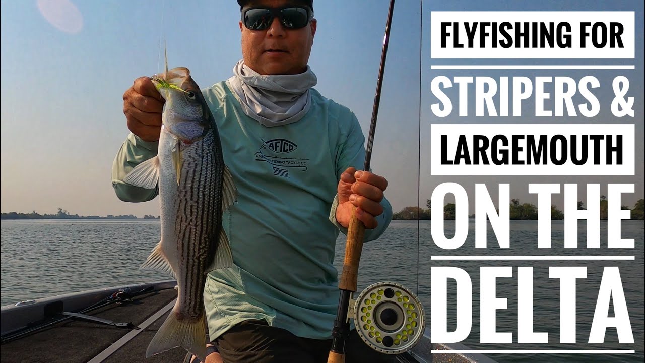 Fly Fishing the California Delta for Stripers and Largemouth Bass - YouTube