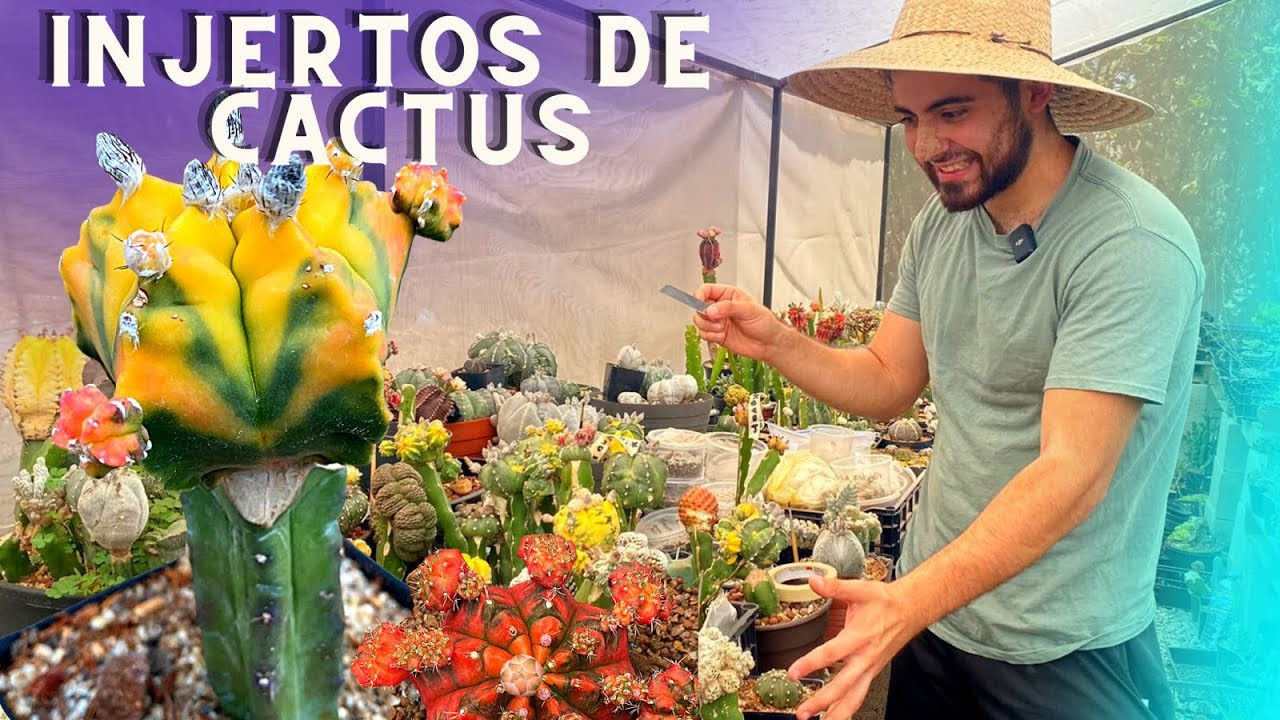 COMO hacer un INJERTO de cactus paso a paso / Vivero suculento - YouTube