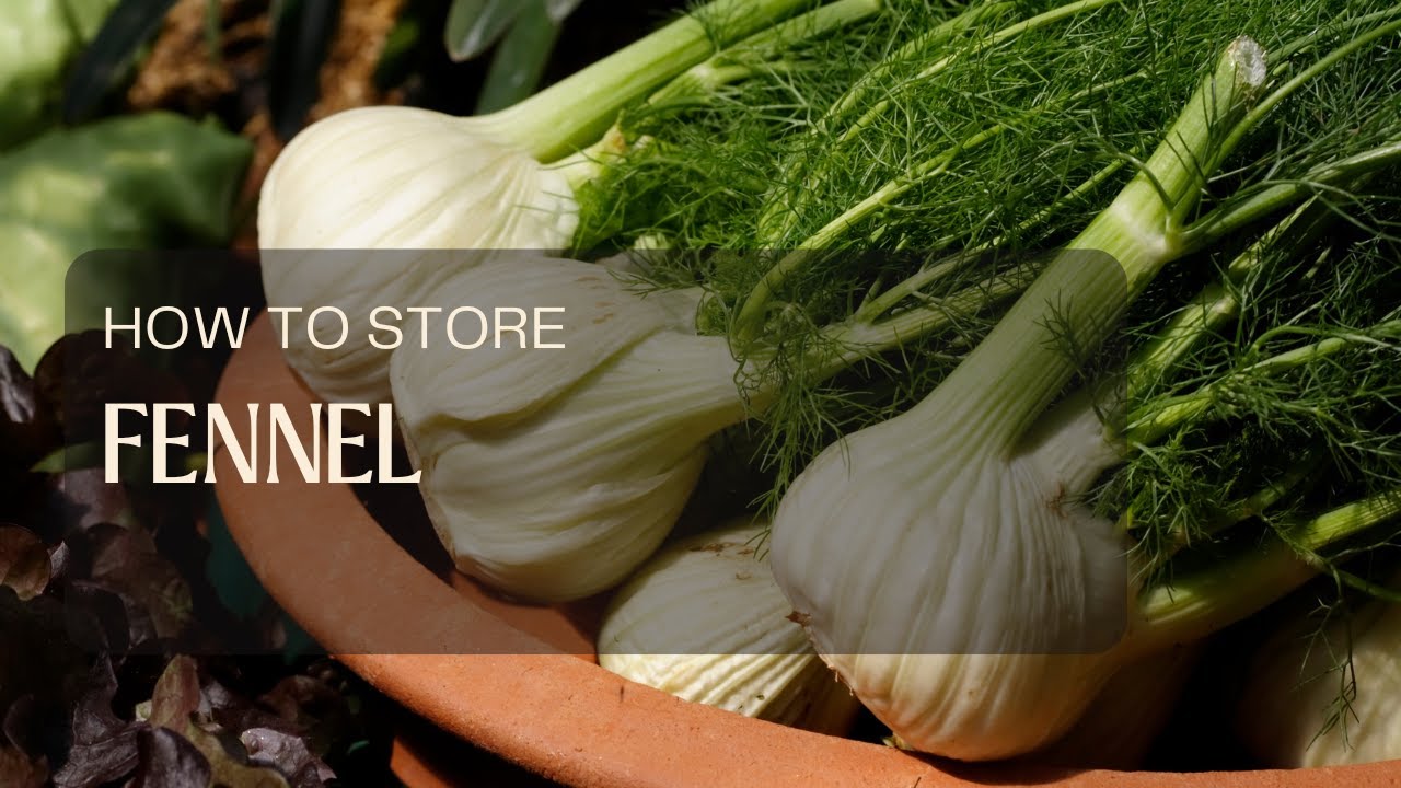 How to store fennel - YouTube