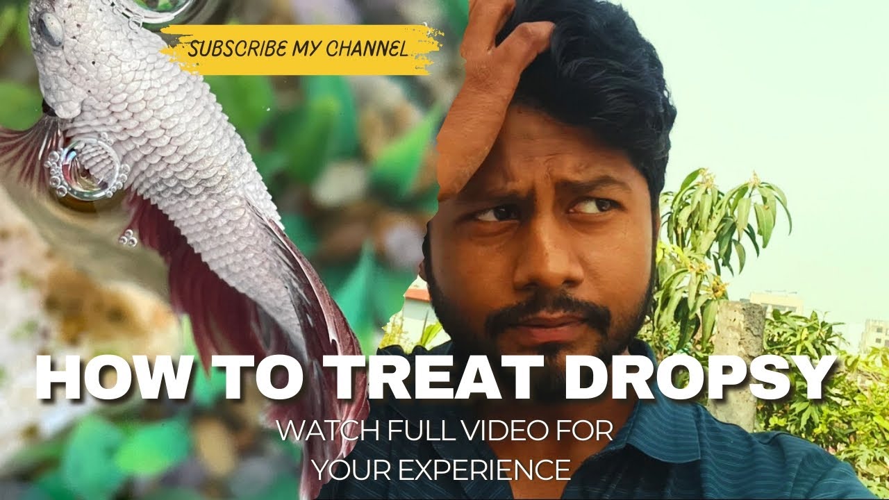 কিভাবে ড্রপসি রোগের চিকিৎসা করবেন | How tk treat dropsy | Roman's World | Just Betta BD - YouTube