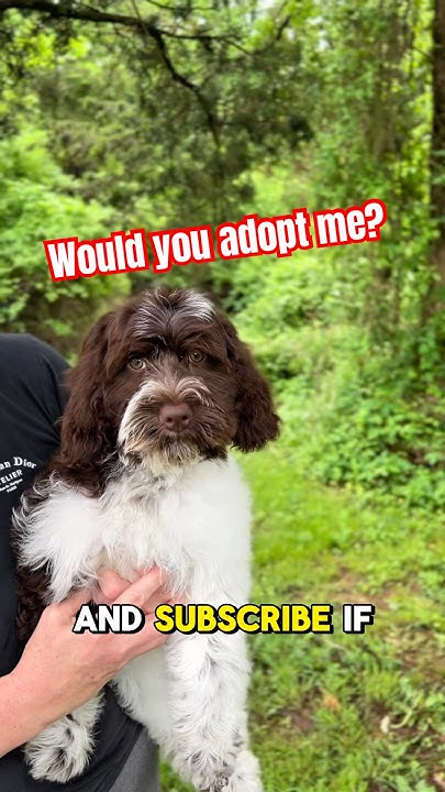 Am I Cute? ️ #doglover #pets#funnydogs #cutedog #puppy #dogshorts - YouTube