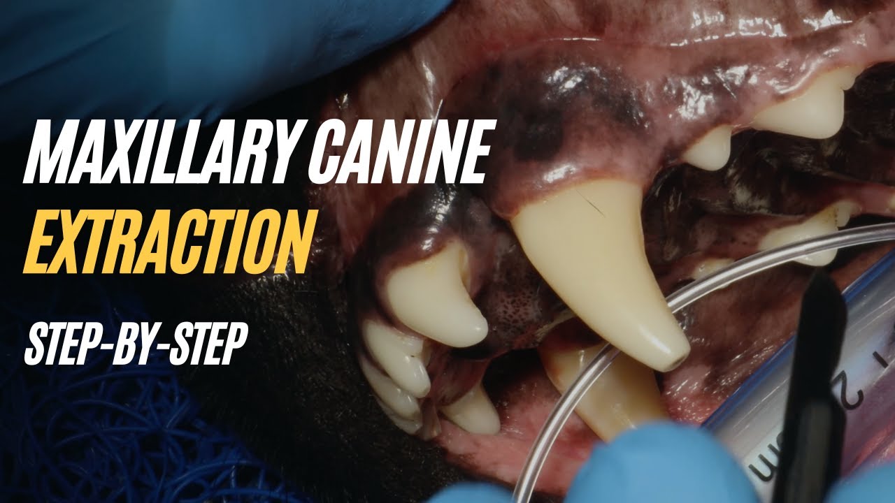 Extraction of the Canine Tooth 204 in a dog - YouTube