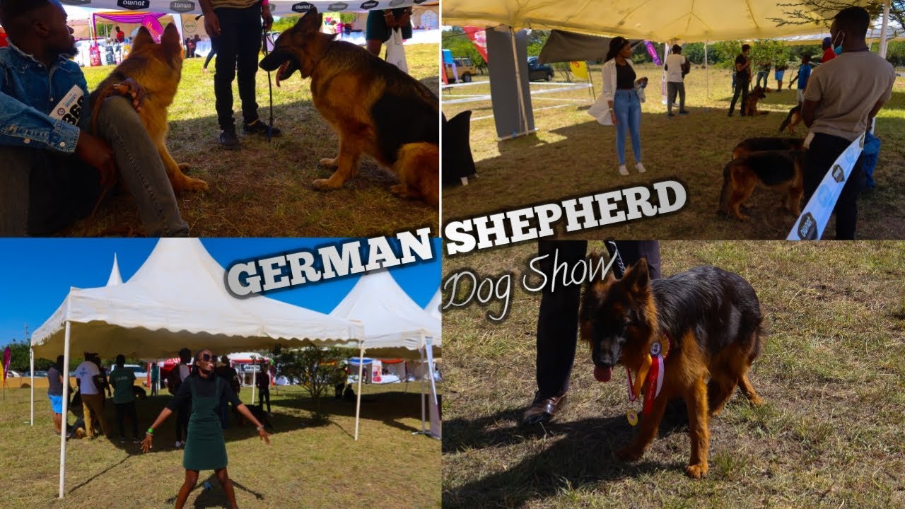 Dog show in Nairobi, Kenya || East Africa Kennel Club #dogs #doglovers ...