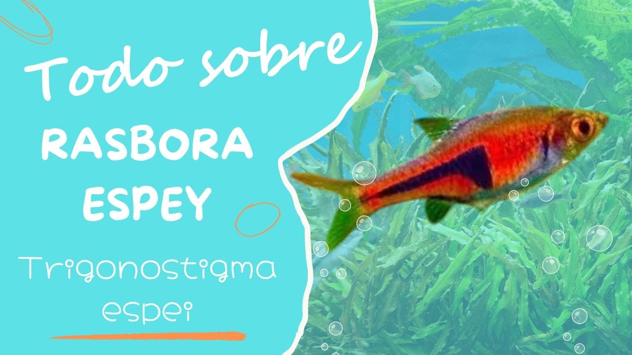 Rasbora espei Todo lo que necesitas saber sobre este fascinante pez ...