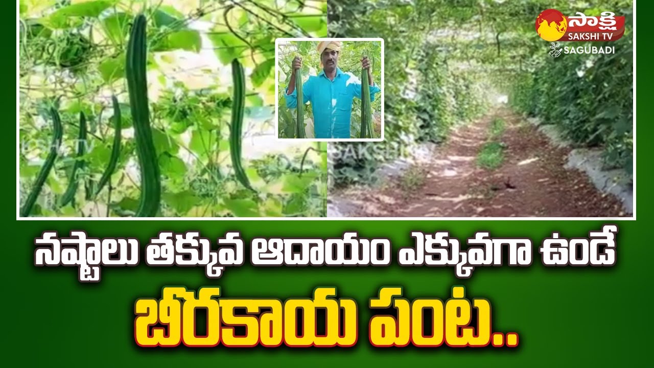 Farmer Success Story with Ridge Gourd Farming | Ridge Gourd Cultivation ...