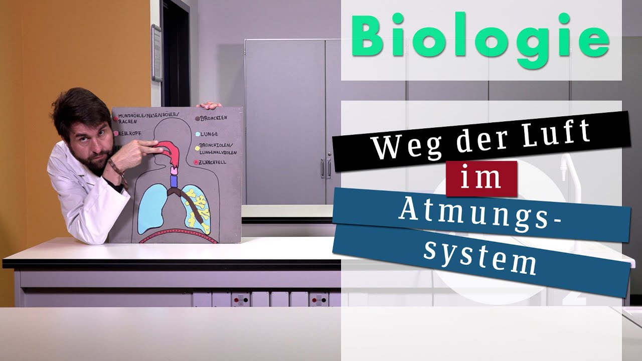 Biologie: Weg der Luft im Atmungssystem während der Einatmung - YouTube