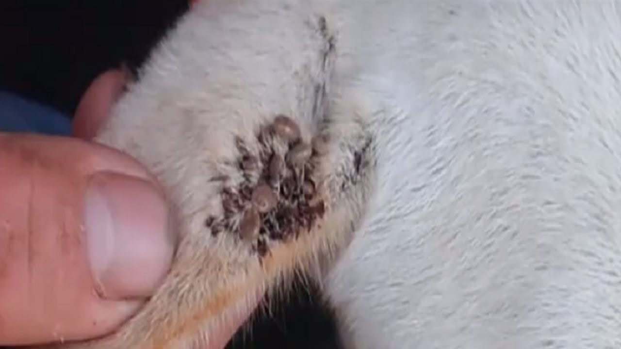 The loving mother dog has many ticks on her ears - YouTube