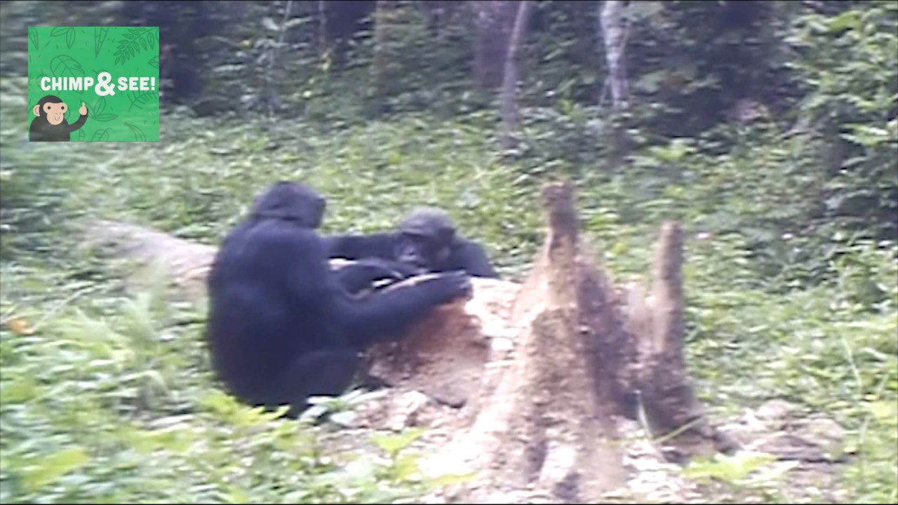 Chimp reassuring gesture - YouTube