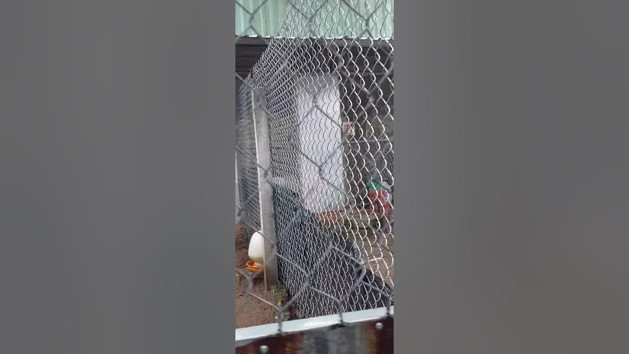 GÀ NỌC VIP 4.8KG, HIEN LONG XUYEN. LH 0918972408 - YouTube