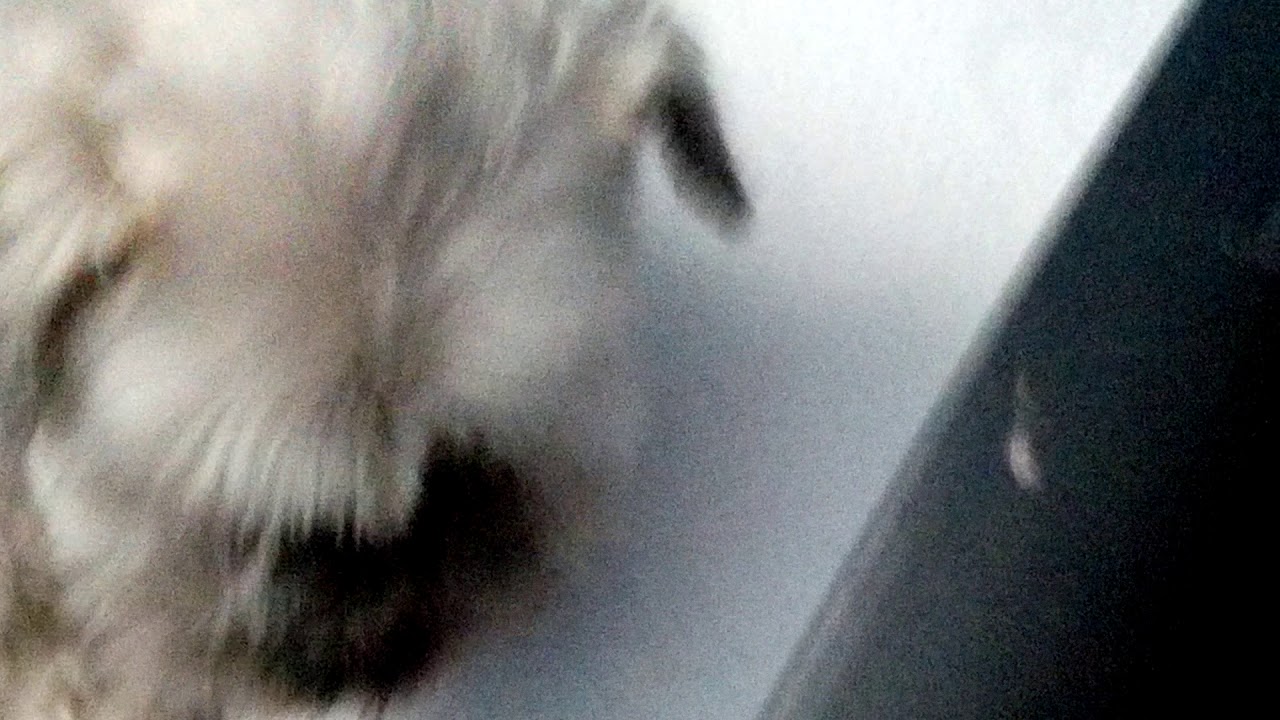 My dog is back! (cute) - YouTube