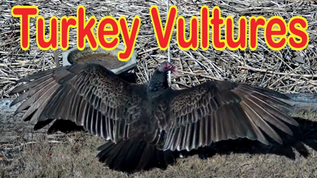 Turkey Vultures Sunning BUZZARDS Scavenging an EASY Fish Dinner by Visiting Marsh View Critter ...